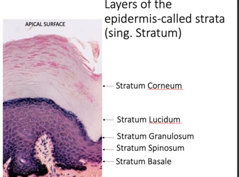 A P Lecture Integumentary System Flashcards Quizlet