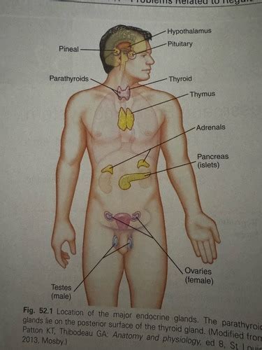Endocrine Flashcards Quizlet
