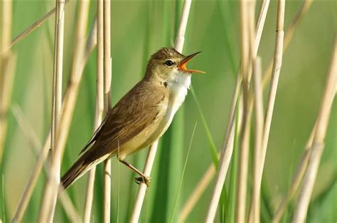 Bird Checklists 2024 Birding Safaris Tours Uganda Rwanda