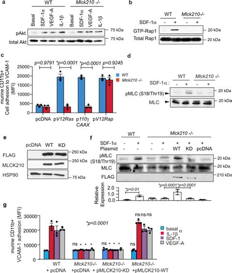 Pi3kγ Stimulates A High Molecular Weight Form Of Myosin Light Chain