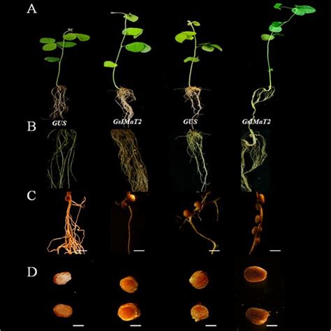 Expression Profiles Of Nodulation And Sl Biosynthesis Genes Under The Download Scientific