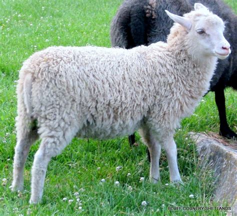 A Shepherds Voice Stereotactic Core Needle Biopsy