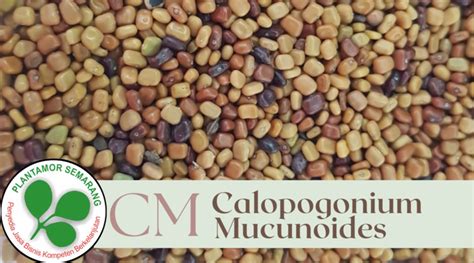 Calopogonium Mucunoides CM CV Plantamor