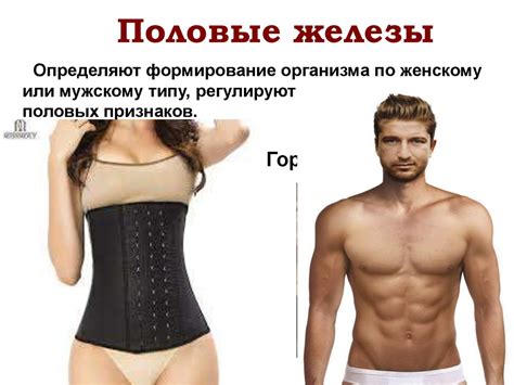 Гуморальная регуляция Эндокринная система презентация онлайн