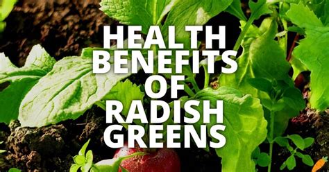 10 Potential Health Benefits Of Radish Greens