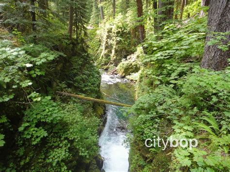 3 Best Places To See The Sol Duc River