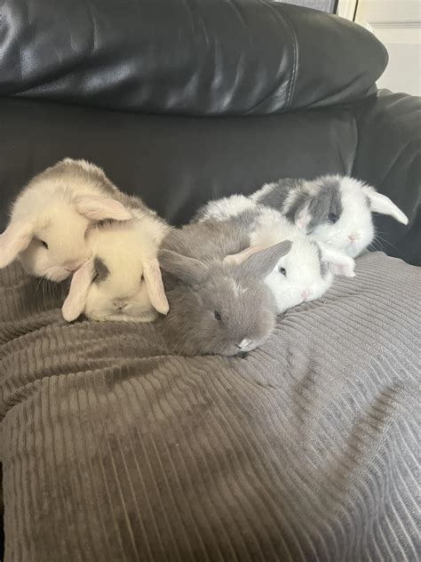 Smalls Mini Lops Essex Added A Smalls Mini Lops Essex