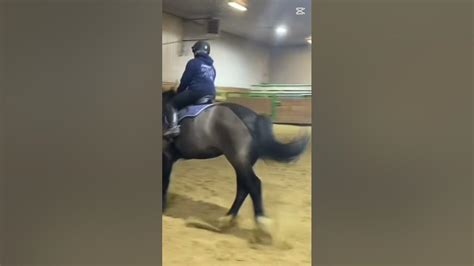 Pov Your Horse Is An Ex Bucking Horse But Shes Really Bad At Bucking