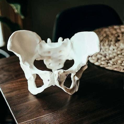 Life Size Female Pelvis Model Hip Model Female Anatomy Model Hip