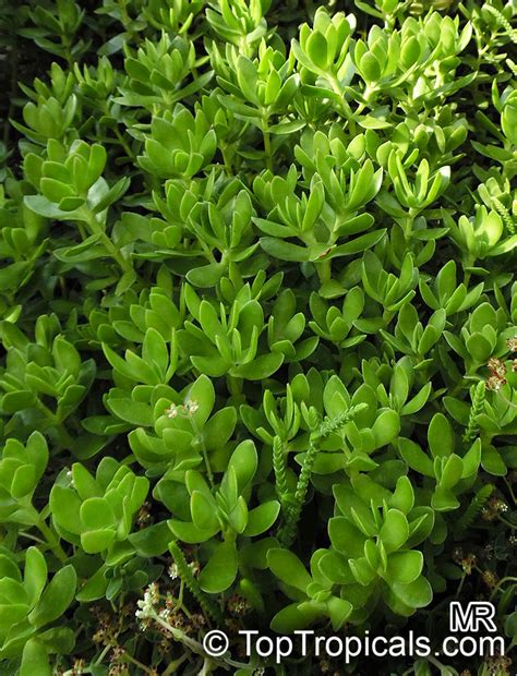 Crassula Sp Common Name Crassula Top Tropicals Plant Encyclopedia