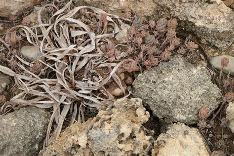 Stonecrop Sedum Sediforme