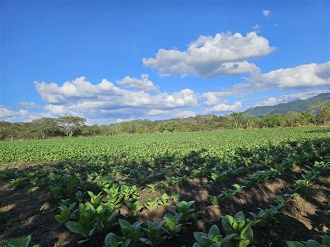 Plascencia Tobacco Project Organic Land Care