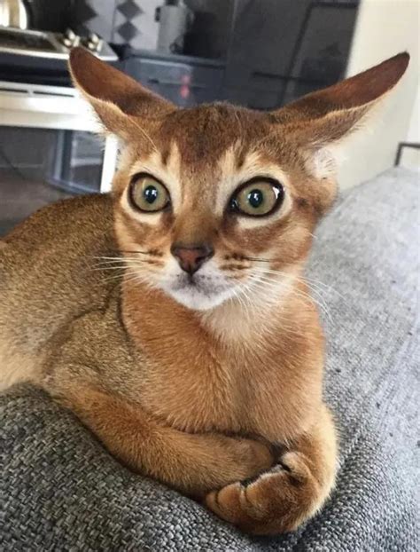 แมวอะบิสซิเนียน คอกแรกของปี2024 Ennxo