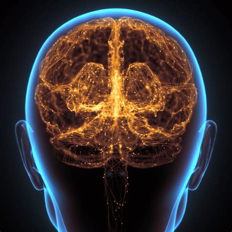 brain networks hubpages