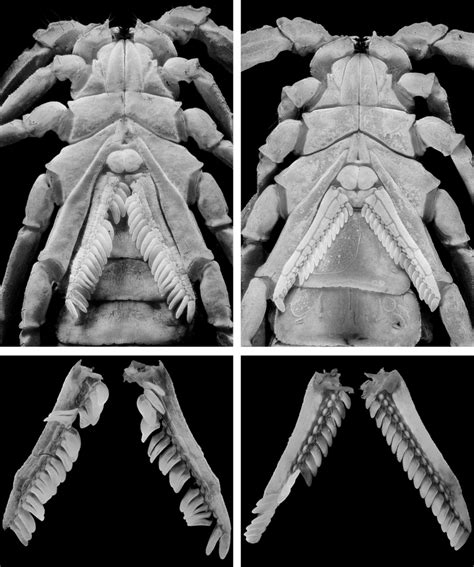 Langxie Feti Gen Et Sp N Coxal And Sternopectinal Regions 9 11