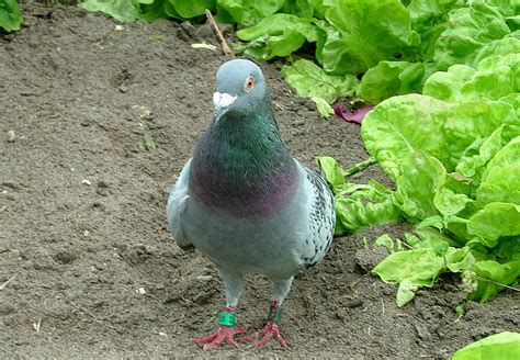 Archiv Von Aktuellen Bildern20140707 1 Brieftaube 20140620