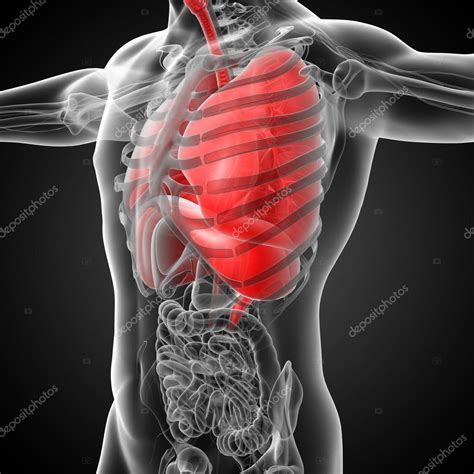 3d Hacer Ilustración Médica Del Sistema Respiratorio Humano 2022