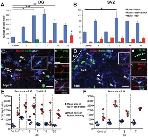 A B The Number Of Runx1 Cells Mm2 Identified As Iba1 Microglia