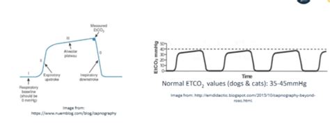 Week 2 Capnography Waveform Interpretation Flashcards Quizlet