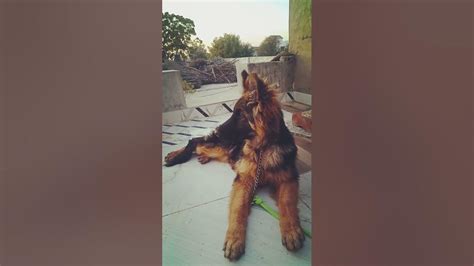 😎 Chota Don Samll Don Youtoube Shortsshortvideo Youtube