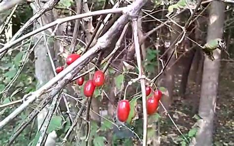 茱萸是什么植物？ 蜜源植物 酷蜜蜂