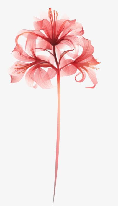 彼岸花PNG图片素材下载 彼岸PNG 熊猫办公