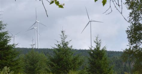 Loire La Cueillette Des Myrtilles Est Autorisée Depuis Samedi Matin