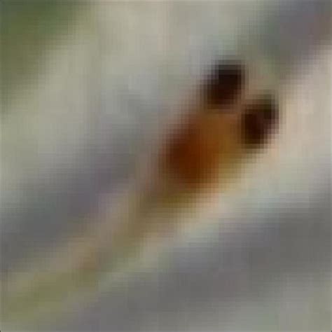 Detection Of Fish Object Detection Dataset And Pre Trained Model By Project