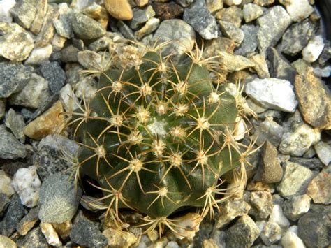 Melocactus Мелокактус Melocactus Disciformis копия