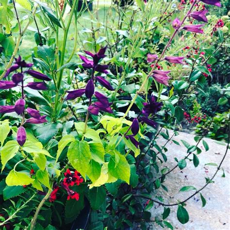Laurens Garden Service Landscape Design Installation And Maintenance
