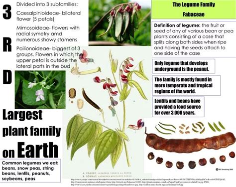 Trees Leguminous Definition At Oscar Levy Blog