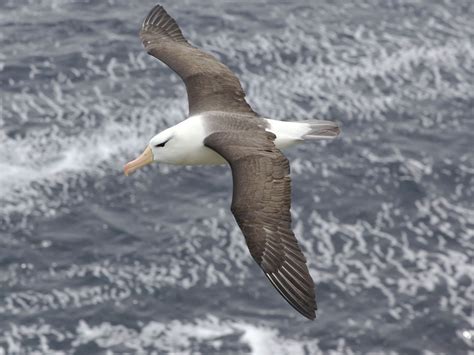 How The Unflappable Albatross Can Travel 10 000 Miles In A Single