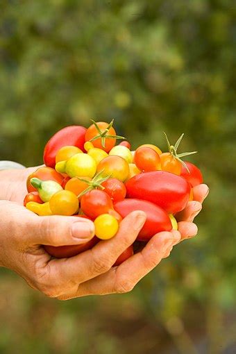 Tomato Wikipedia