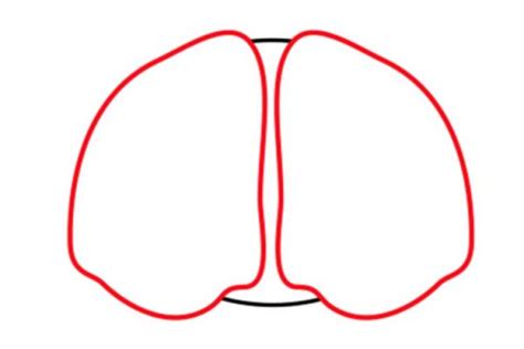 How To Draw A Brain Easy Ways And Outline Simple