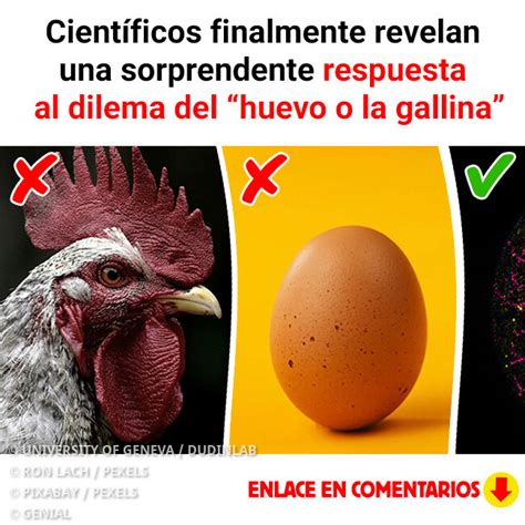 Ideas Creías Tener Claro El Dilema Del Huevo O La Gallina Pero