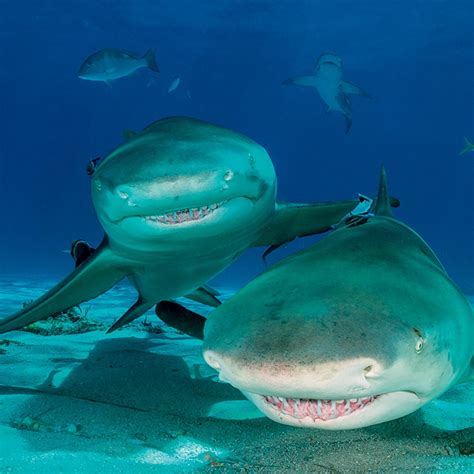 Lemon Shark Wallpapers Top Free Lemon Shark Backgrounds Wallpaperaccess