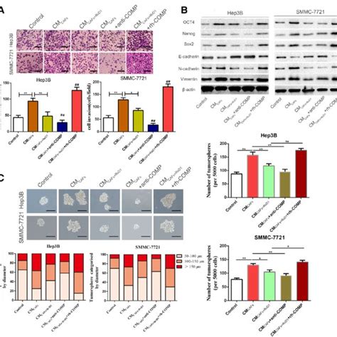 Rvd1 Suppresses The Cafs Derived Comp Mediated Cancer Stemness Of Hcc