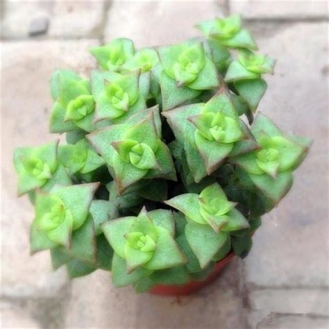 教你認識多肉品種星王子景天科青鎖龍屬多肉植物 每日頭條
