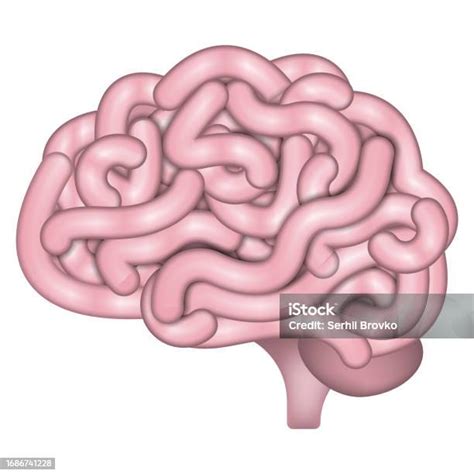 인간의 뇌는 하얀 배경에 고립되어 있다 벡터 그림입니다 3차원 형태에 대한 스톡 벡터 아트 및 기타 이미지 3차원 형태 개념 건강관리와 의술 Istock