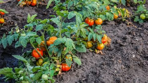 How To Amend The Soil After Harvest And Why You Should
