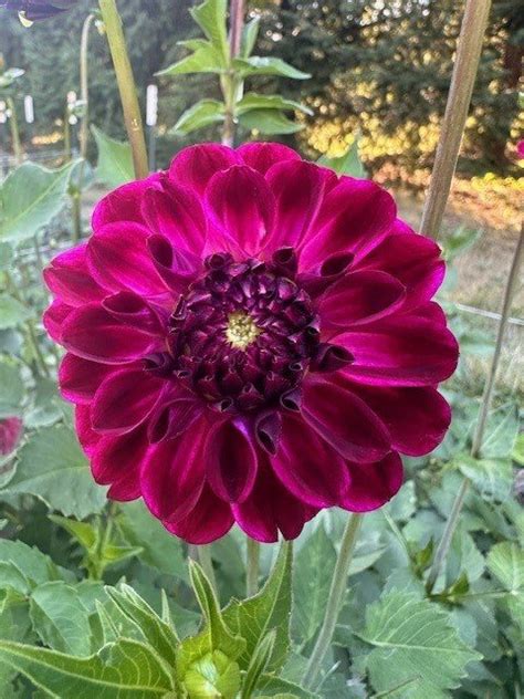 Tootles — Brush Prairie Flower Farm