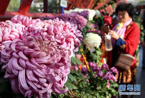 中国开封第36届菊花文化节 新华网河南频道