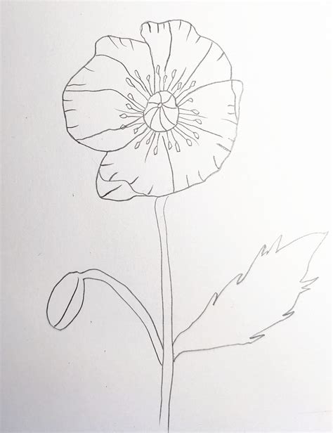 How To Draw Poppy Easy Step By Step
