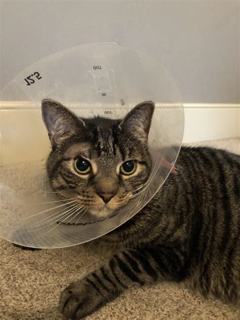 Plotting Kitty Album On Imgur