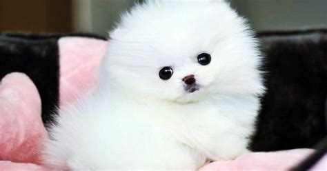 I Cani Più Piccoli Che Esistono Ecco Le Razze Più Piccine