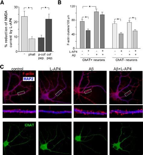 Actin And The Major Actin Depolymerizing Factor Cofilin Were Involved