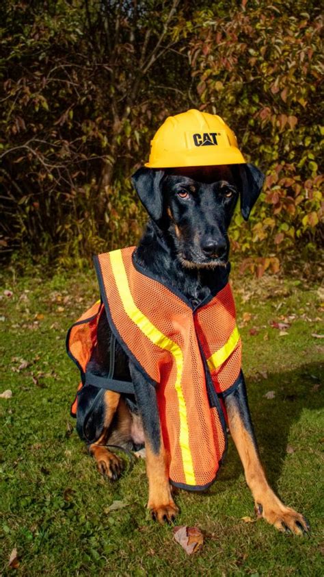 Diy Construction Worker Dog Costume Rafferty