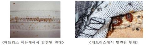 빈대 매트리스·쇼파·침구류 등 틈새 살펴봐야
