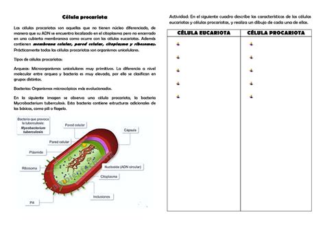 Célula Procariota Ficha Informativa CÈlula Procariota Las CÈlulas