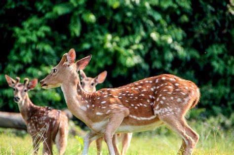 Nepal Wildlife Tour Wildlife Adventure Tour In Nepal
